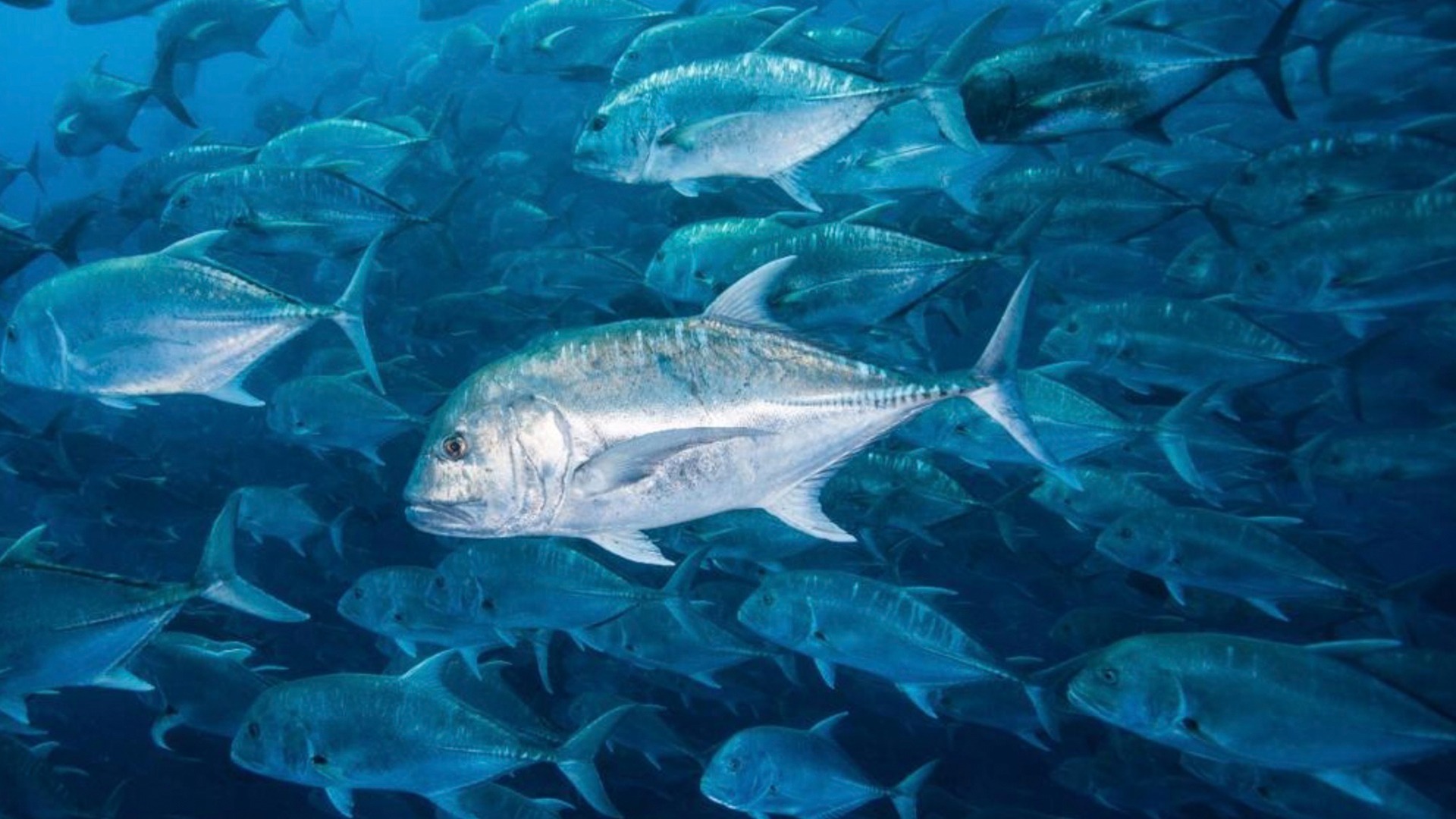 andBeyond SGJ - Marine Predator Tagging Expedition - Oceans without borders