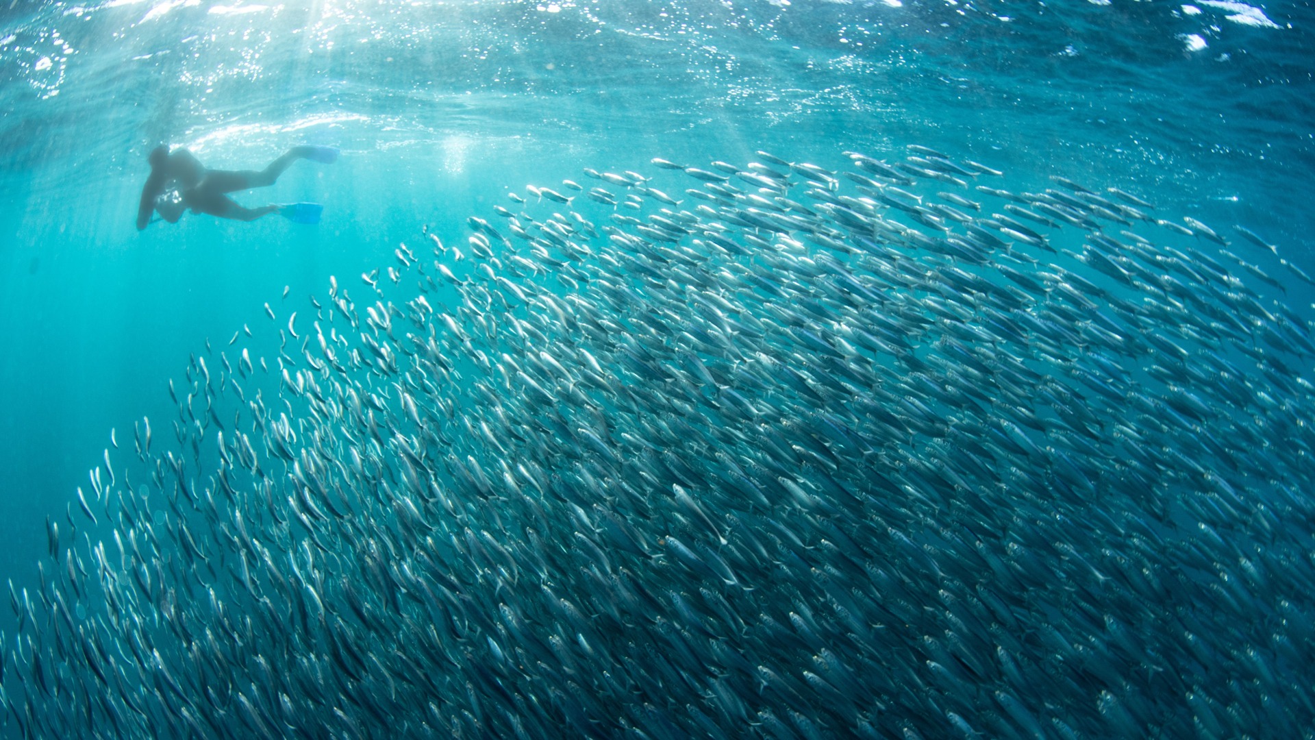 Sardine run SGJ on &Beyond - Africa’s Greatest Marine Migration ...
