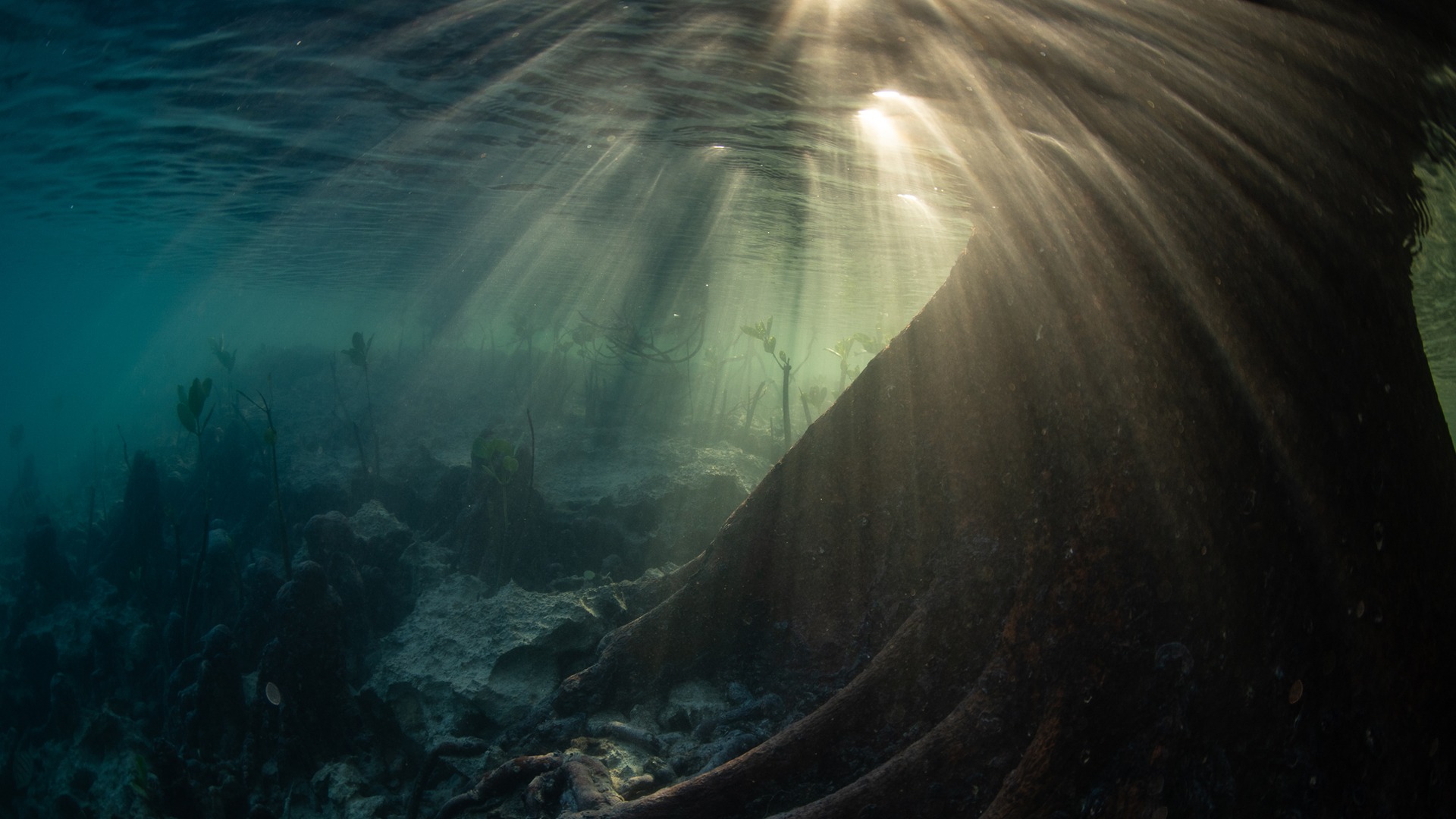 Ocean Soundscapes | Oceans Without Borders