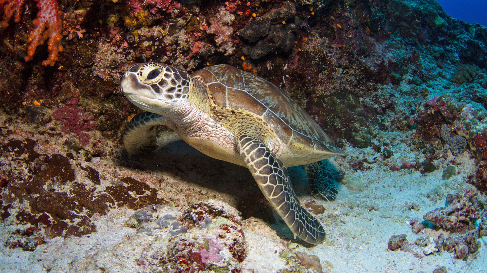 Sea Turtles | Protecting Sea Turtles | Oceans Without Borders